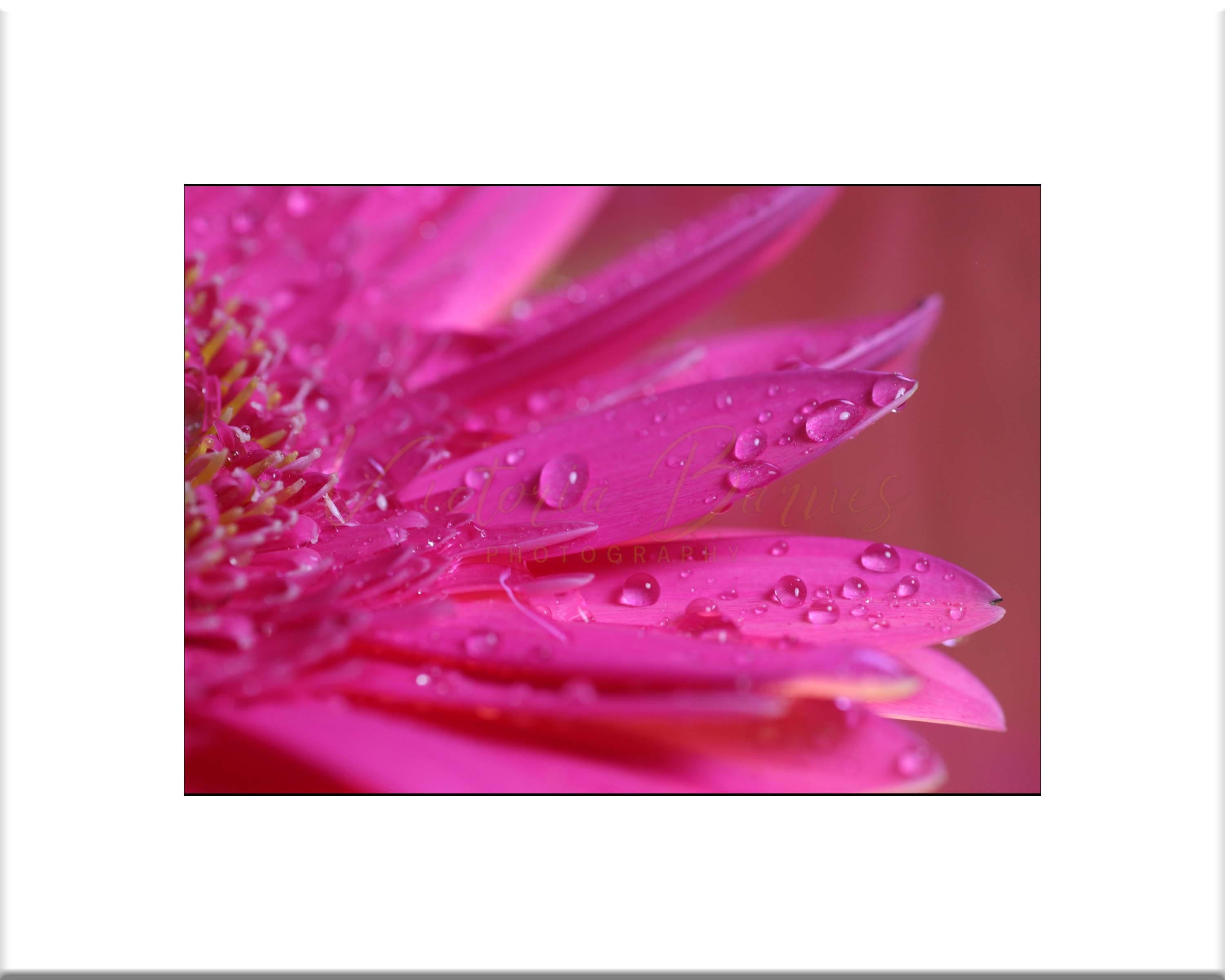 Buy My Art — Victoria Barnes Photography