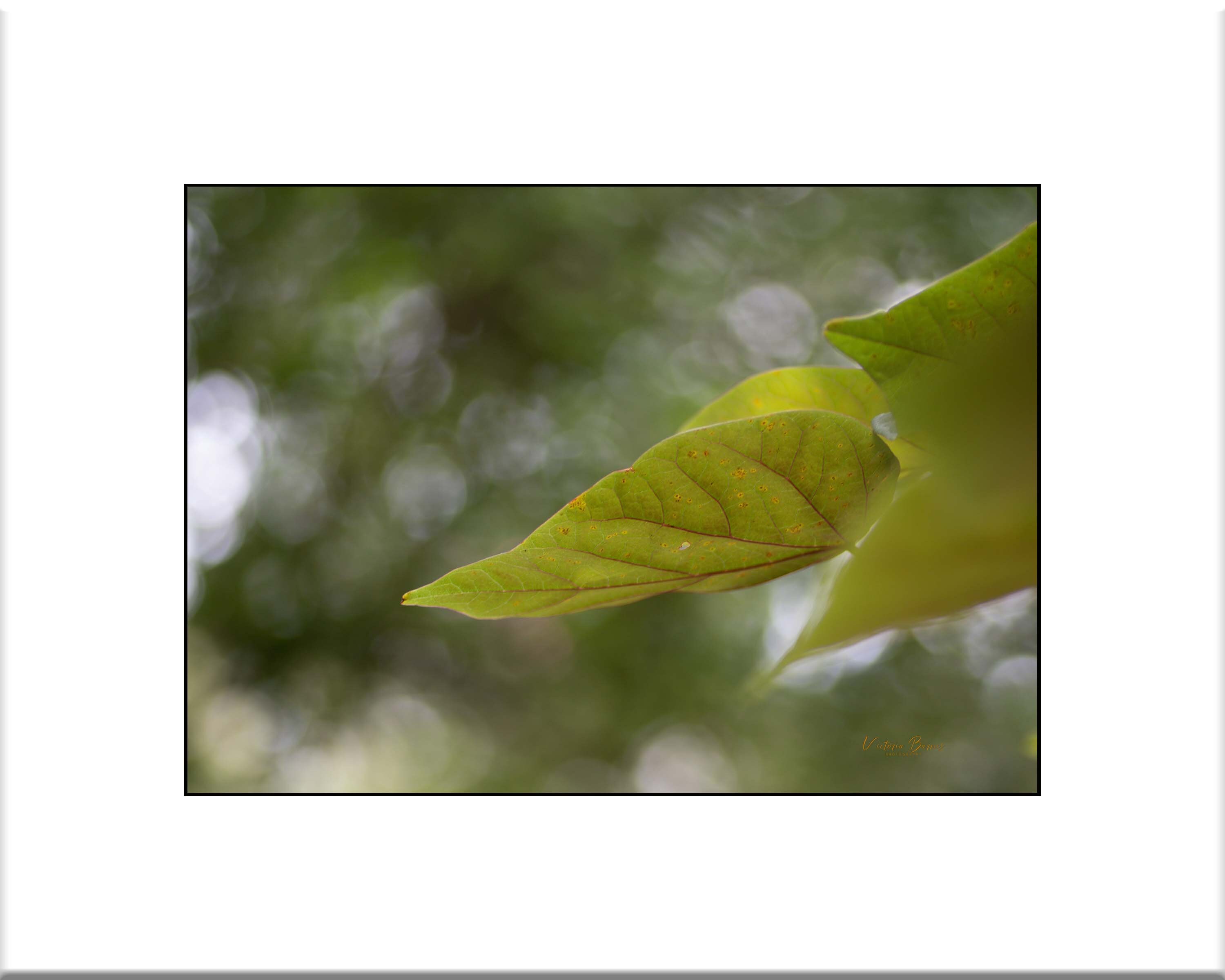 Buy My Art — Victoria Barnes Photography