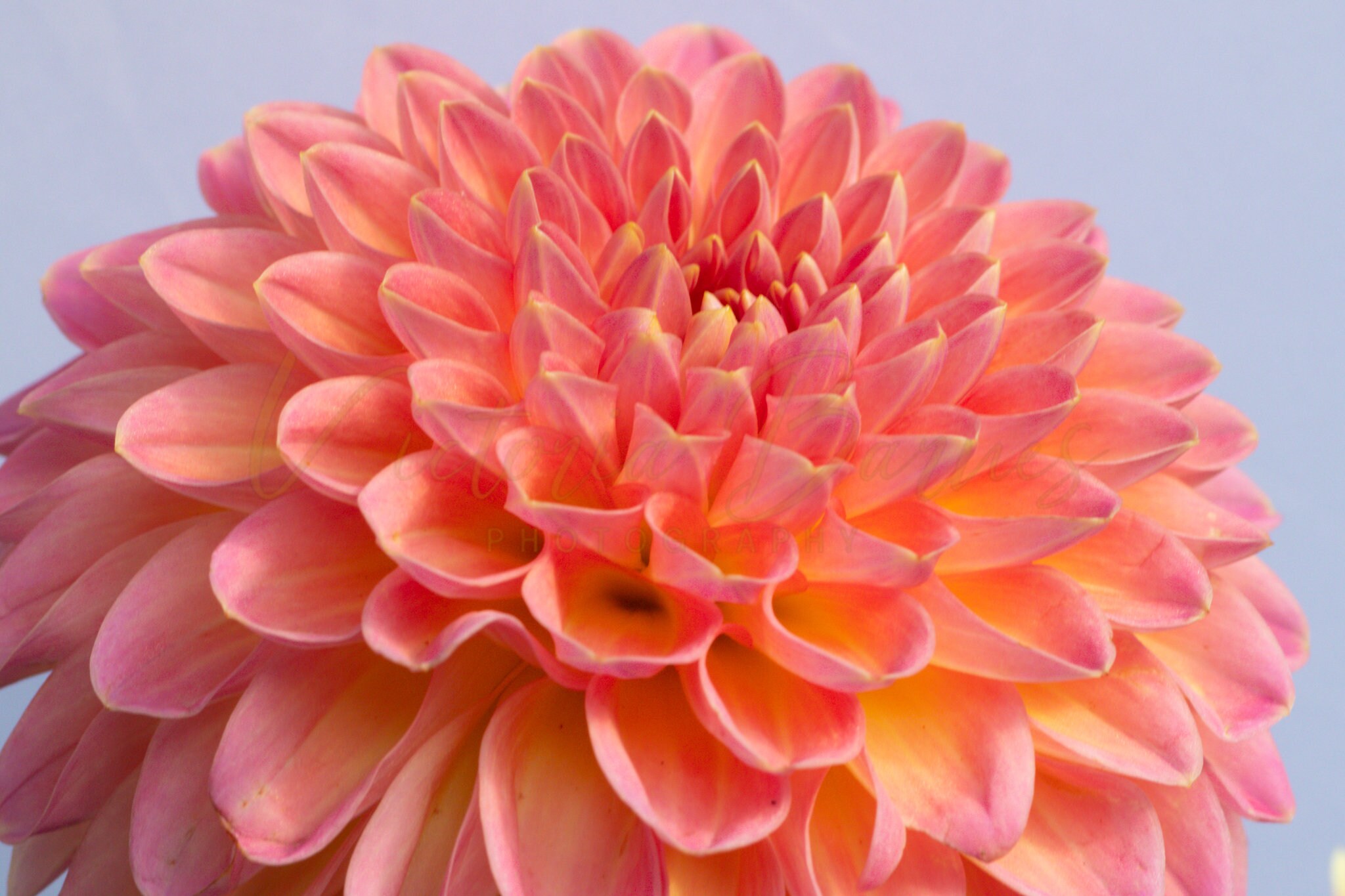 Buy My Art — Victoria Barnes Photography