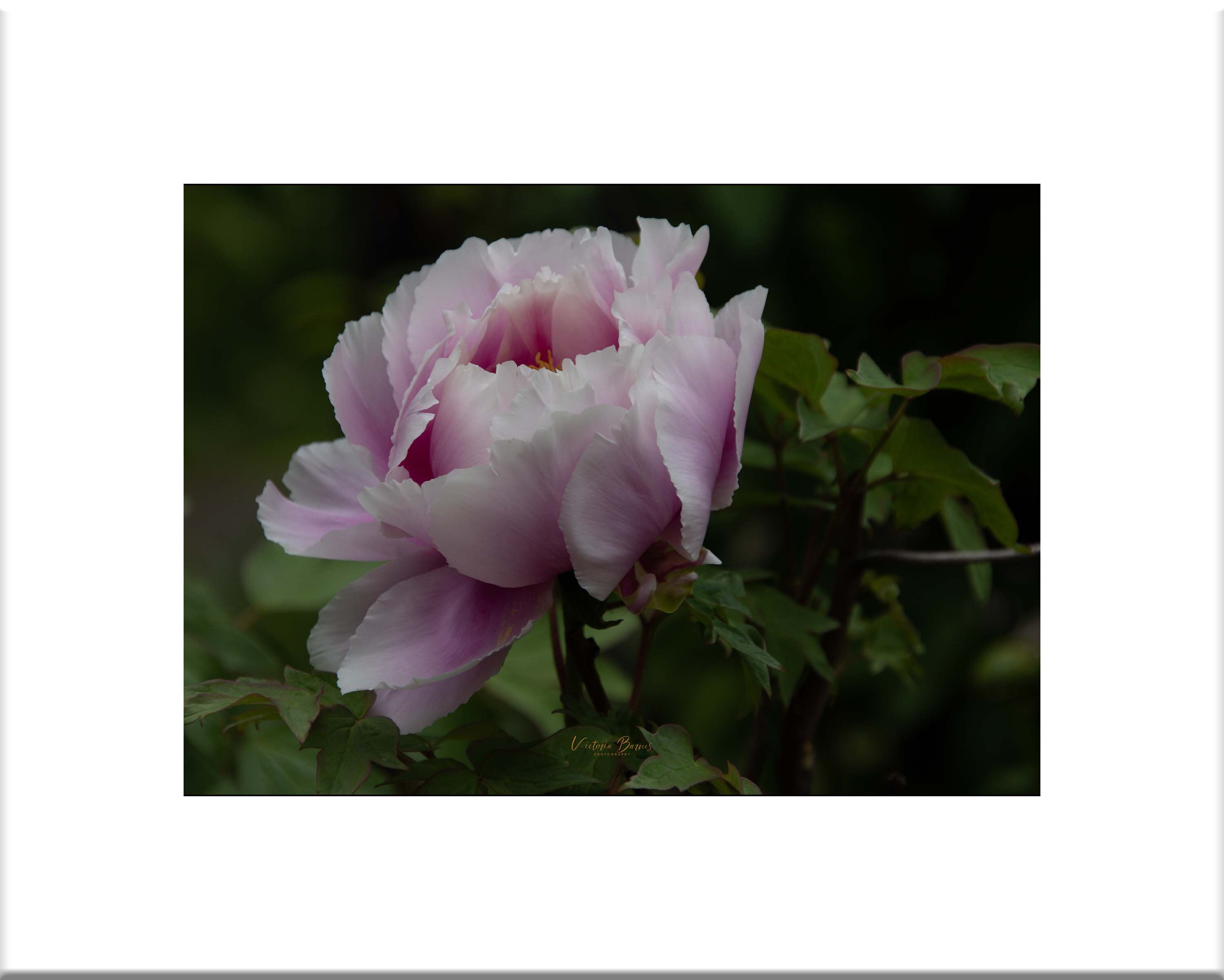 Buy My Art — Victoria Barnes Photography