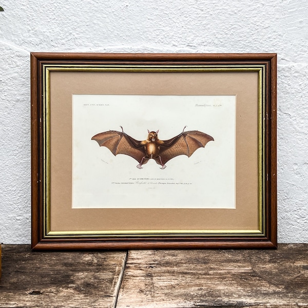 Vintage Bat Print - Etsy