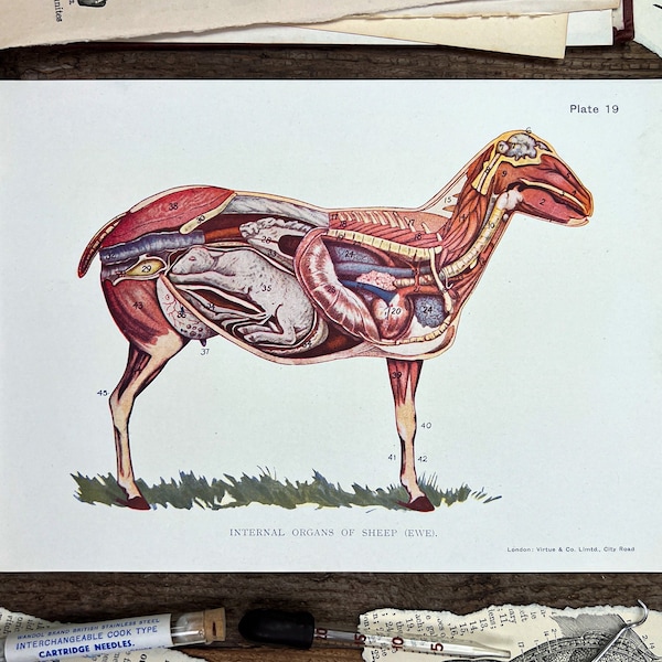 Internal Organs - Etsy UK