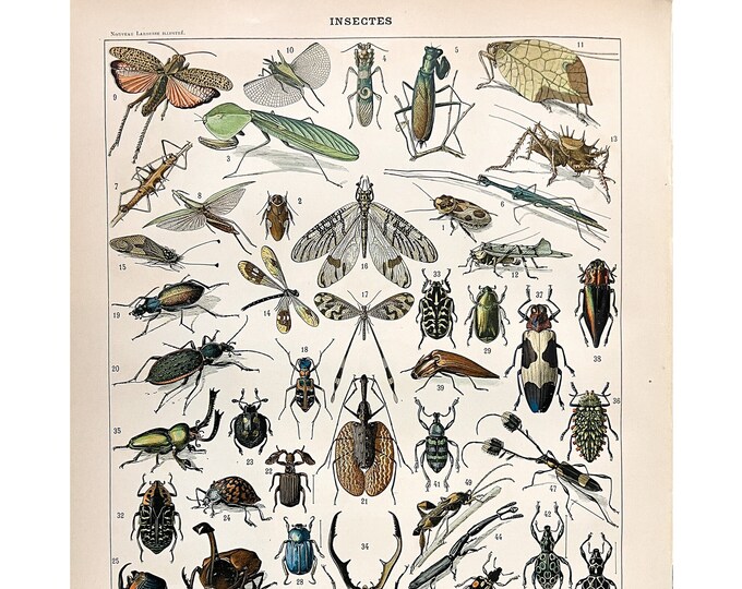 LARGE 1897 Antique French Insects Chart Print, 127 Years Old, Genuine ...