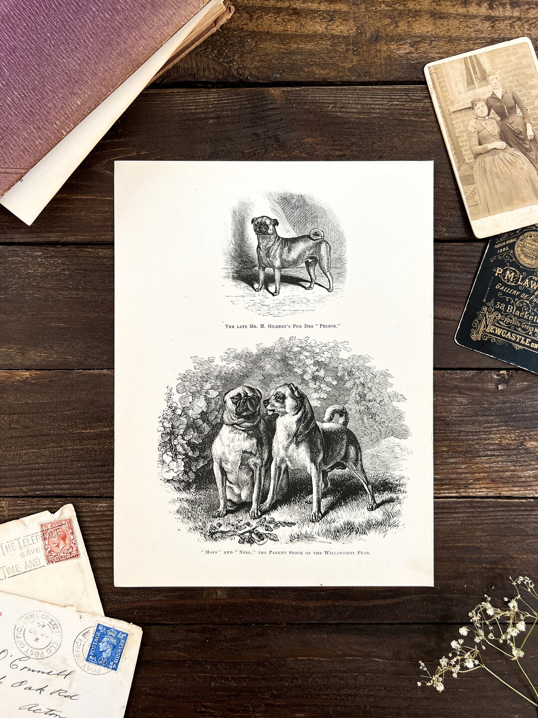1880s Antique Pugs Dog Print 140 Year Old Engraving Ready to - Etsy