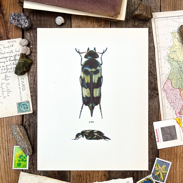 Entomology Print - Etsy