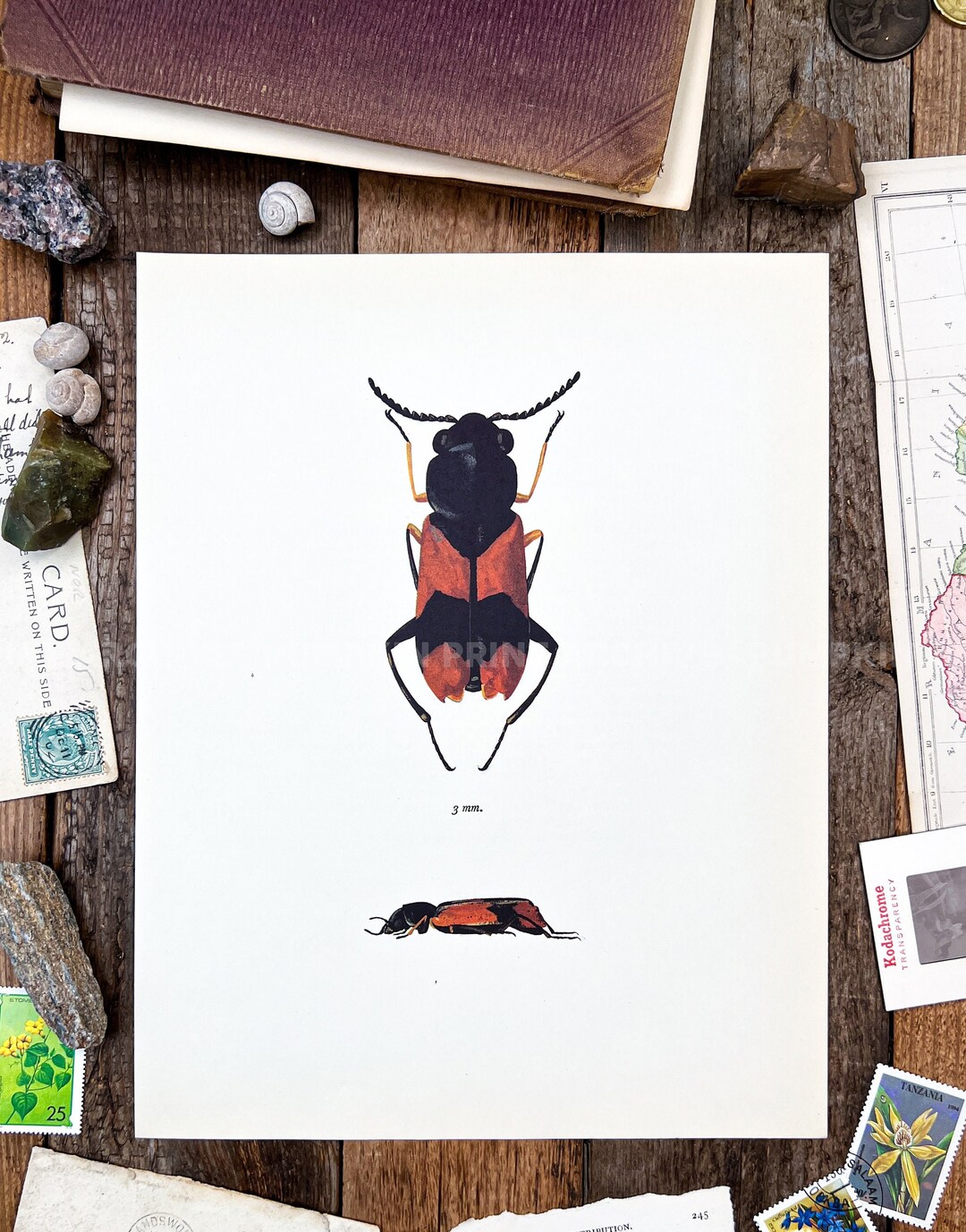 1964 Vintage Beetle Insect Print Retro Entomology Art - Etsy