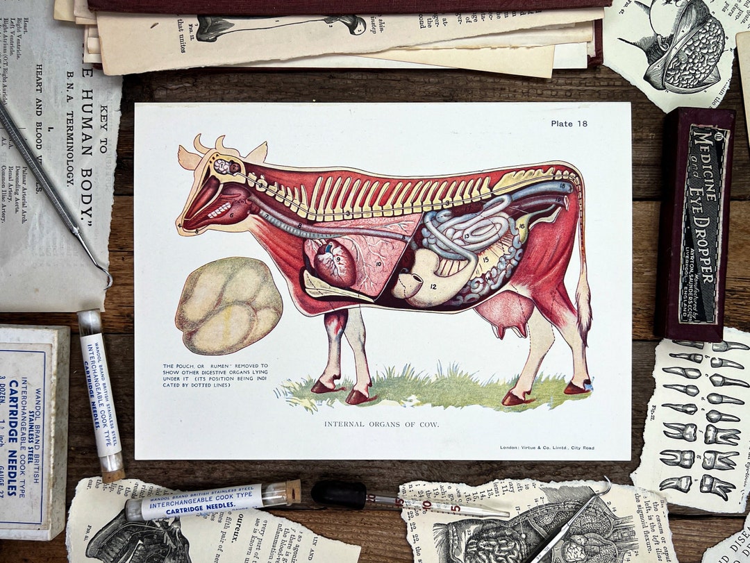 1905 Antique Cow Anatomy Print Internal Organs of a Cow - Etsy