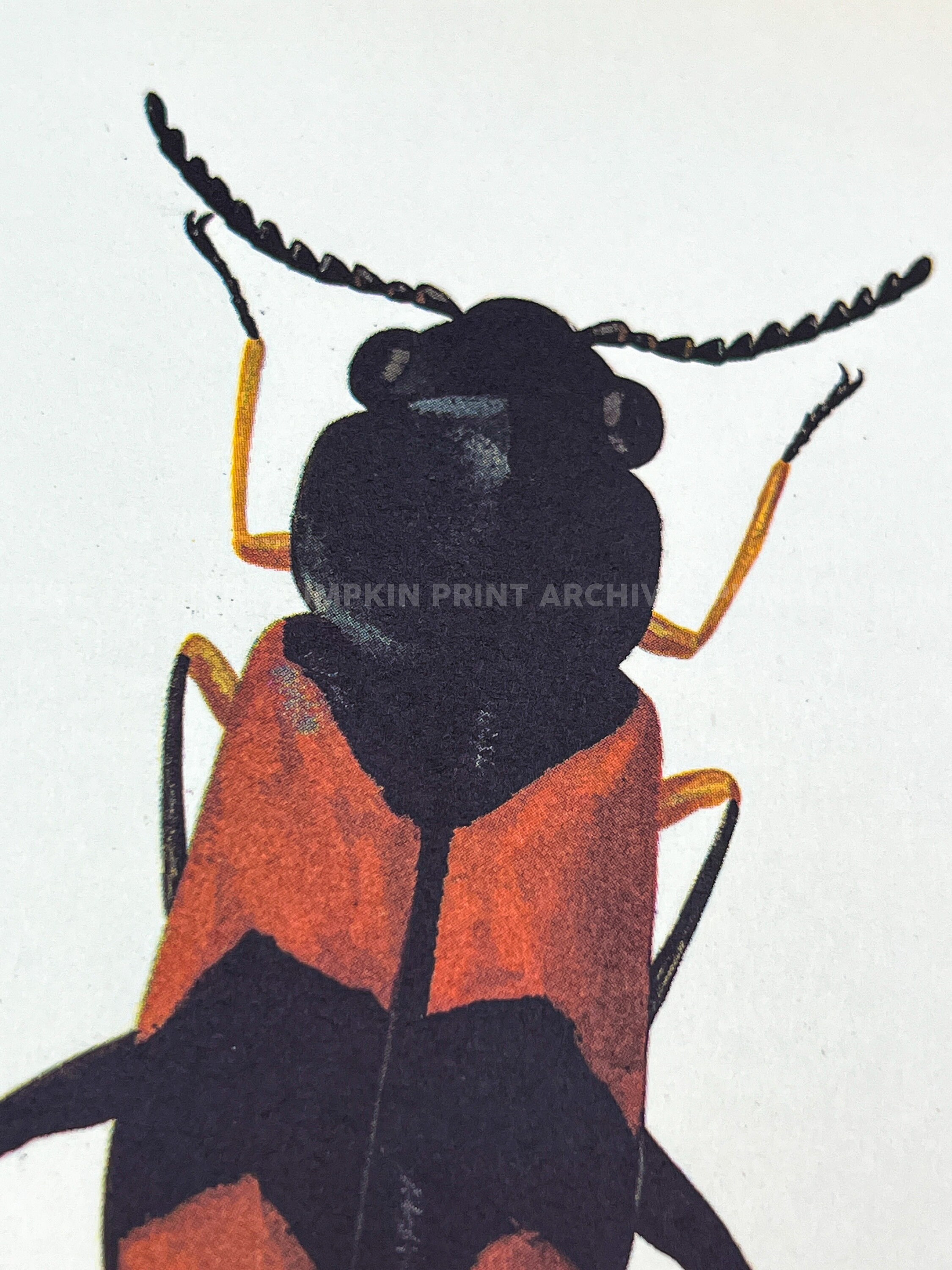 1964 Vintage Beetle Insect Print Retro Entomology Art - Etsy