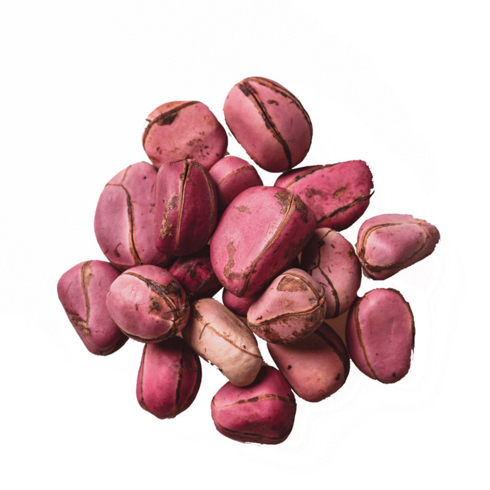 Obi Kola, Obi Abata, Cola Nitida, Kolanut - 4 Lobed (6 Pieces) - Etsy