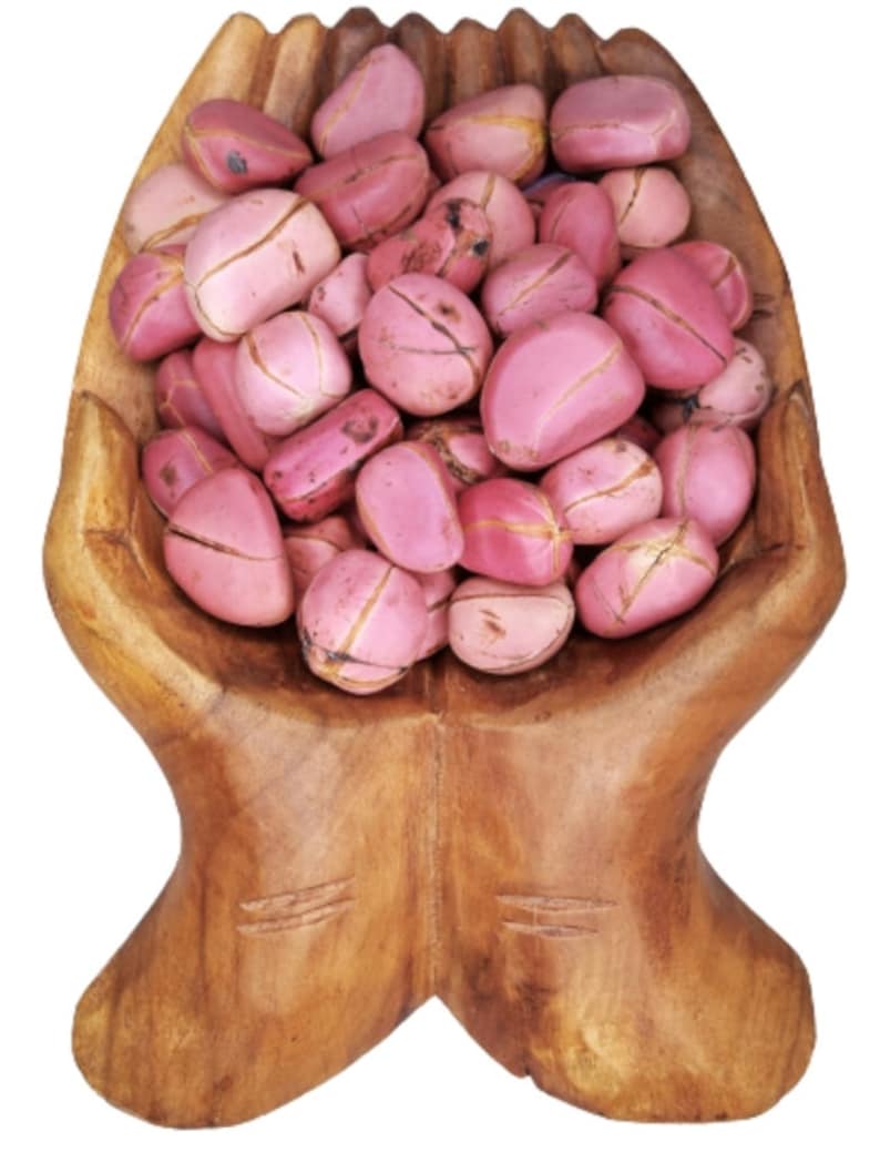 Obi Kola, Obi Abata, Cola Nitida, Kolanut - 4 Lobed (6 Pieces) - Etsy