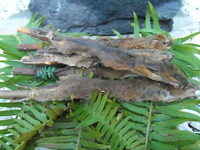 EKU IFA / Dried Rat for Elegua / IFA (single Piece) - Etsy