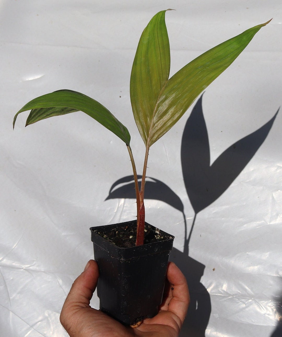 10" Snake Fruit Palm Salak (salacca Pondoh) Live Plant Seedling Edible ...
