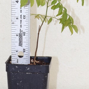 8" Curry Leaf Tree (murraya Koenigii) Sweet Neem Organic Rare - Etsy