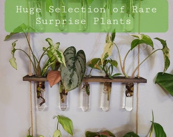 Mystery Plant Box - Etsy