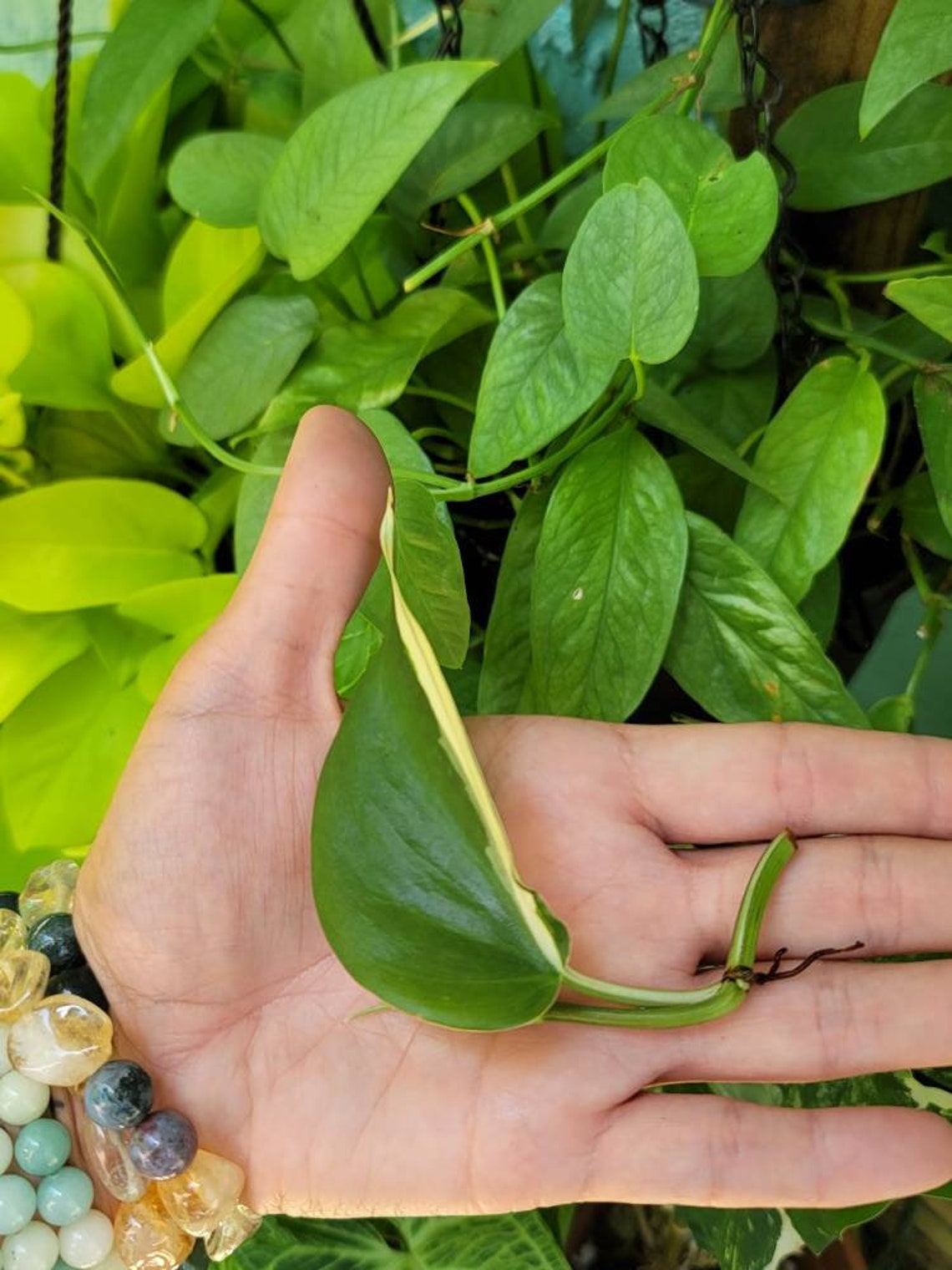 Extra RARE Blue Form Rio Philodendron // Variegated Hederaceum - Etsy