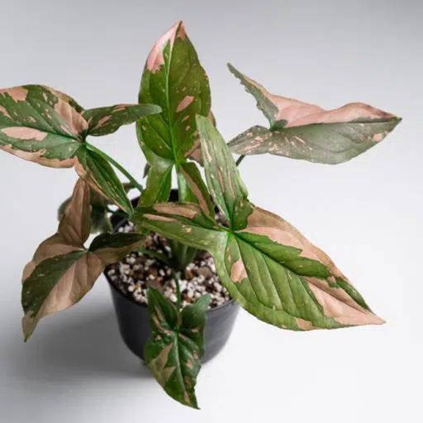 Pink Splash Syngonium - Etsy