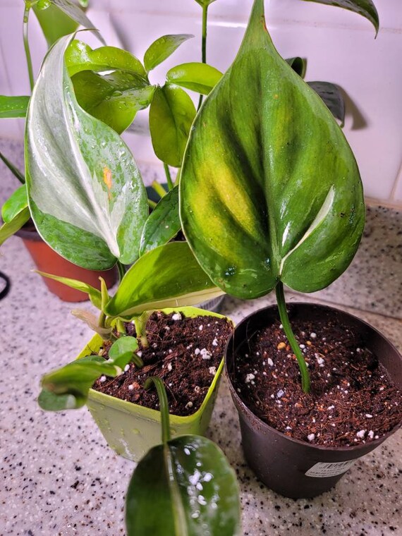 Rio Philodendron Plant // Rare Blue Form Mother Plant - Etsy