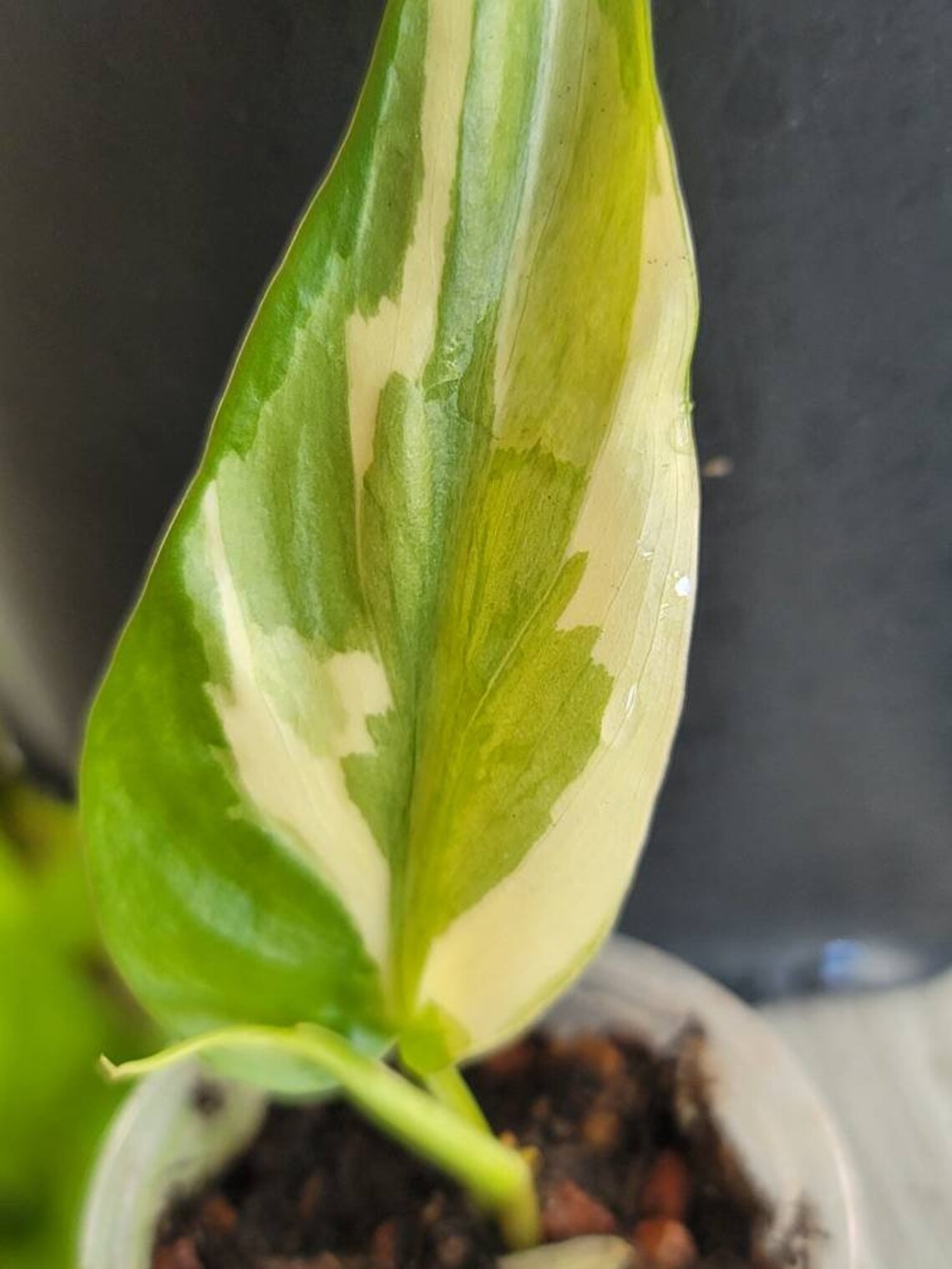 Extra RARE Blue Form Rio Philodendron // Variegated Hederaceum - Etsy