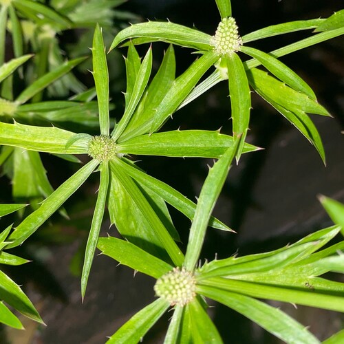 1000 Culantro Seedsngo Gai Mexican Coriander Shadow Beni - Etsy