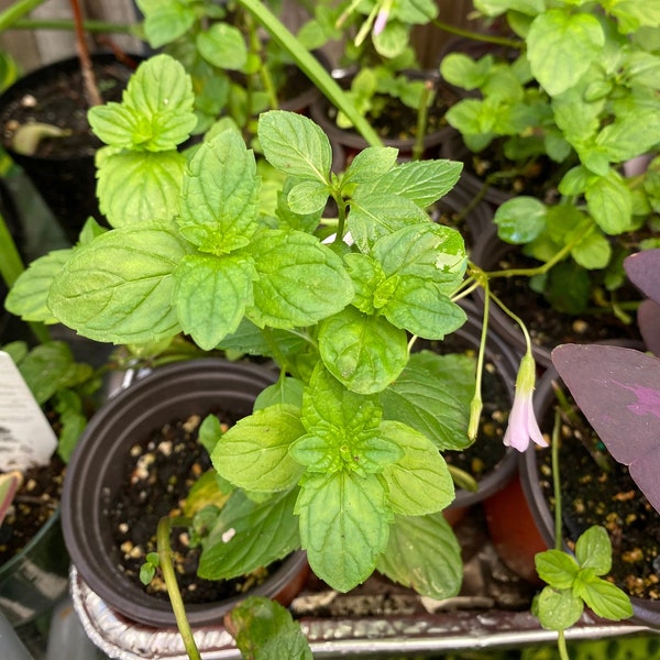 Peppermint Plant - Etsy