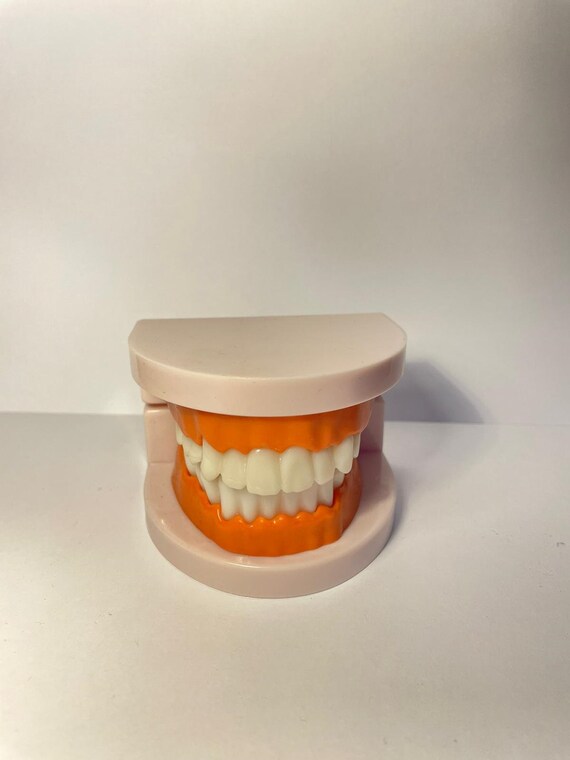 Standard Dental Teeth Model Child Teeth Teaching Adult | Etsy UK