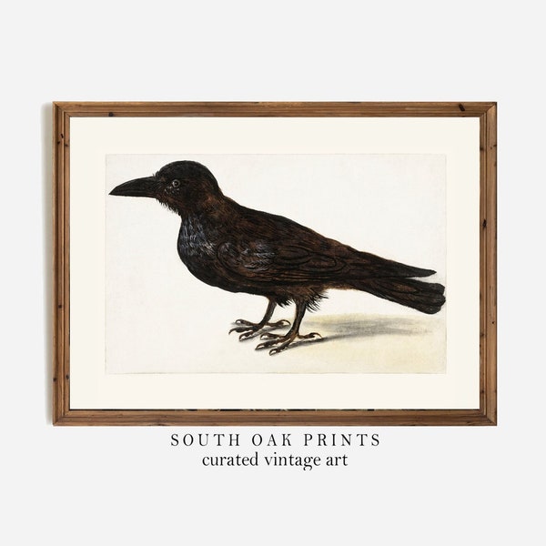 Vintage Crow Printable - Etsy