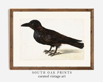 Antique Raven Poster - Etsy