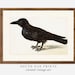 Vintage Bird Print | DIGITAL PRINTABLE Antique Bird Illustration ...