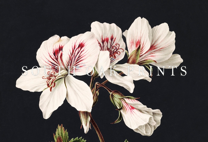 Black Background Botanical Wall Art Flower Print Set - Etsy