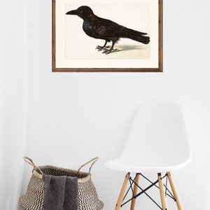 Vintage Bird Print | DIGITAL PRINTABLE Antique Bird Illustration ...
