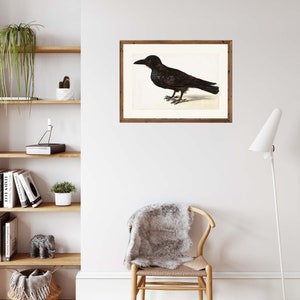 Vintage Bird Print | DIGITAL PRINTABLE Antique Bird Illustration ...