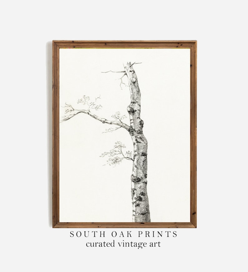 Neutral Antique Pine Tree Drawing | Vintage Sketch Art | Soft Wall Art ...