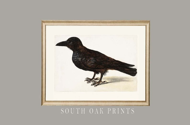 Vintage Bird Print | DIGITAL PRINTABLE Antique Bird Illustration ...