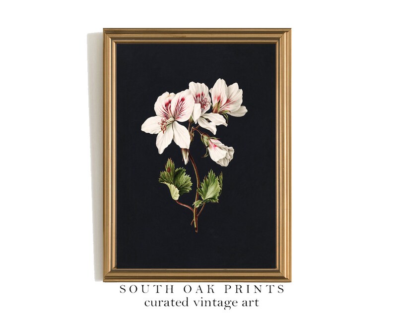 Black Background Botanical Wall Art | Flower Print Set | Vintage Coral ...