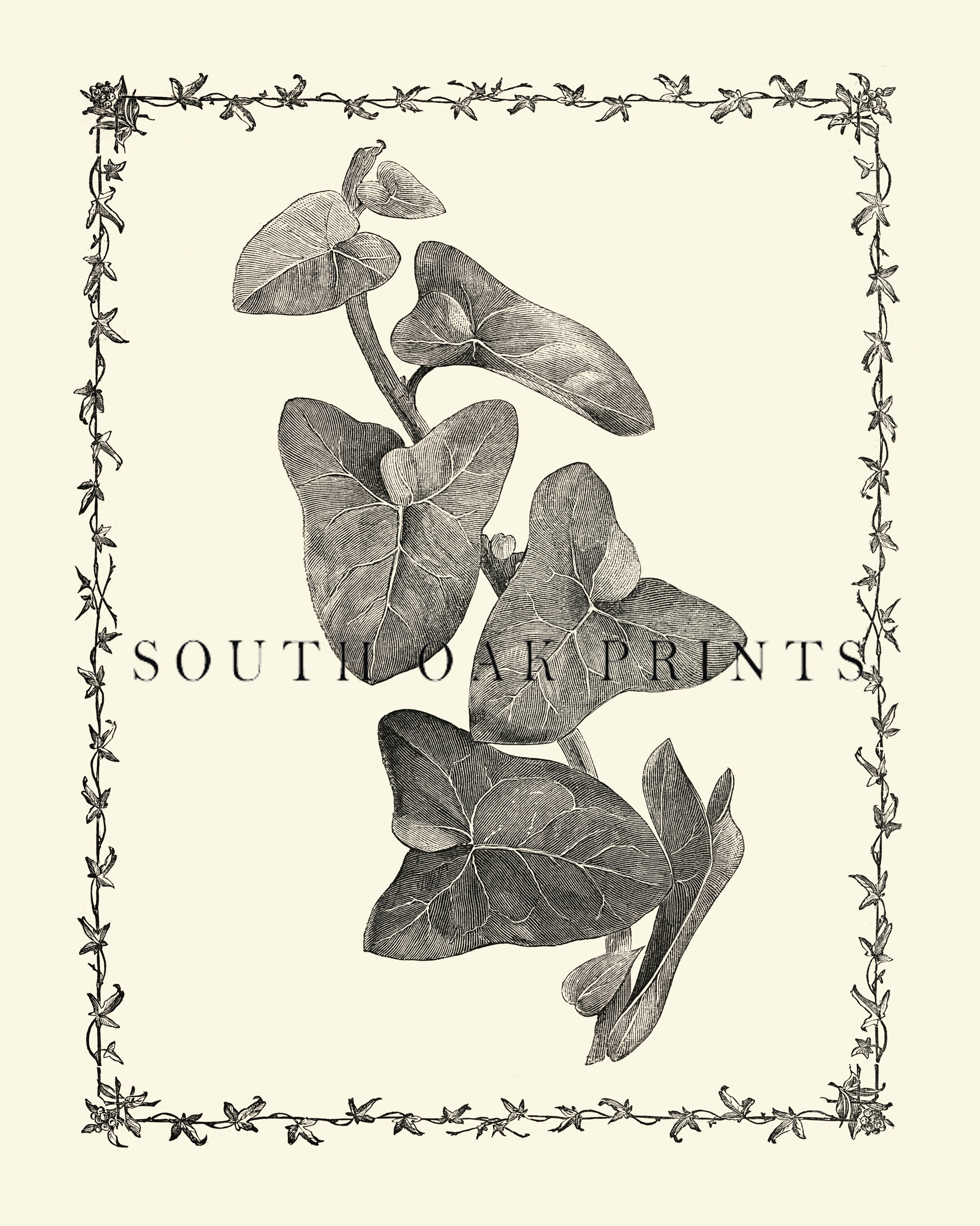 Vintage Ivy Print | Botanical Drawing Illustration Painting | PRINTABLE ...