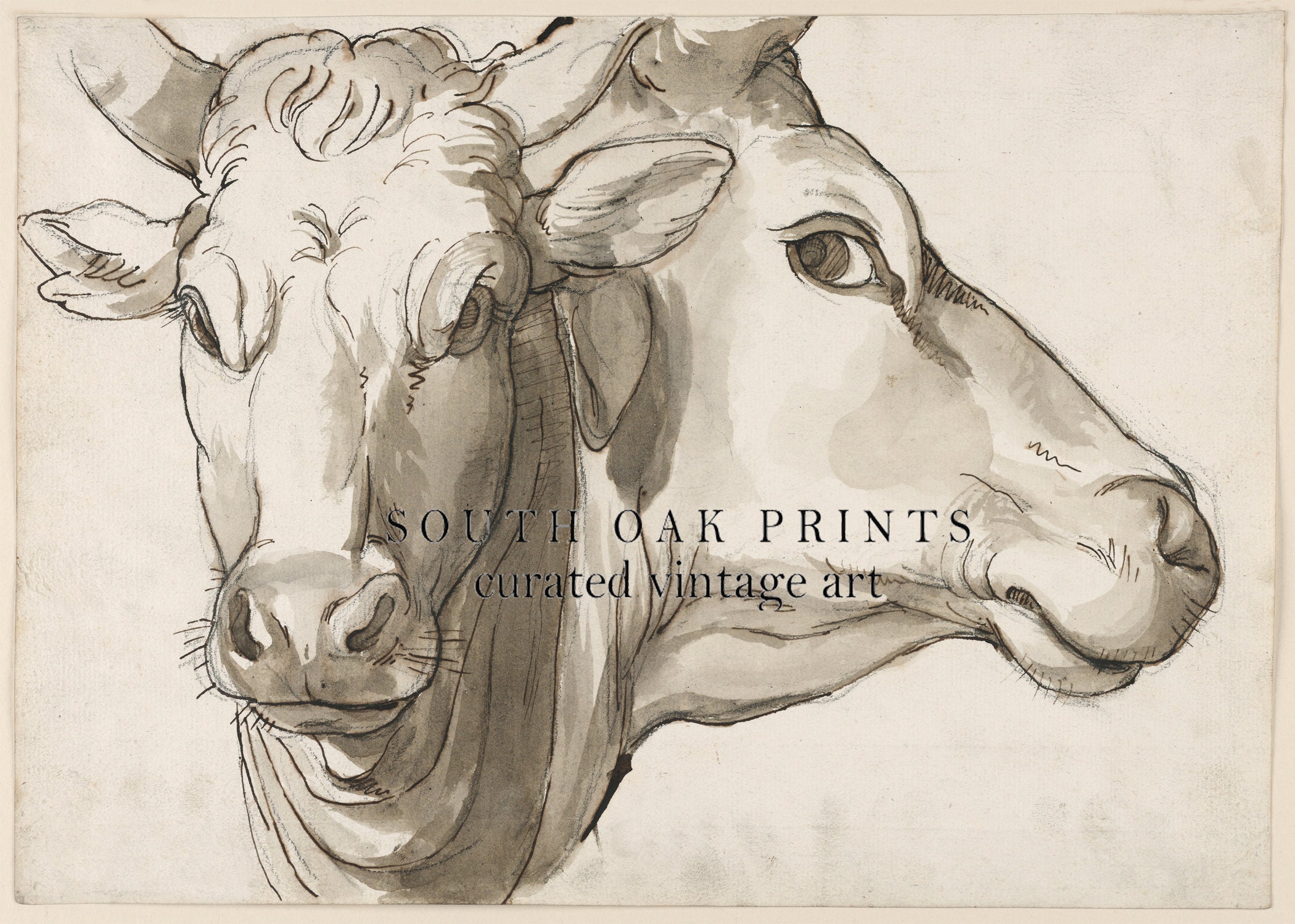 Vintage Rustic Cow Print | Antique Farm Animal Drawing Wall Decor ...
