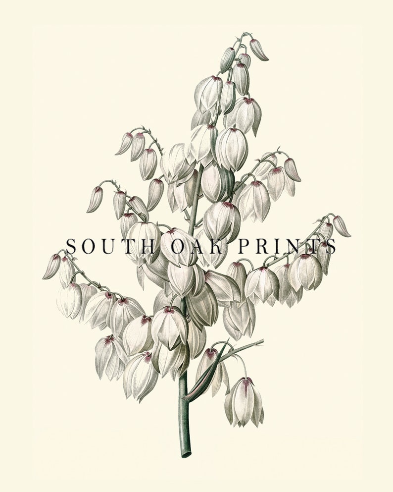 Yucca Vintage Botanical Print | Neutral Pretty White Plant Flowers ...