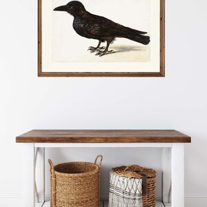 Vintage Bird Print | DIGITAL PRINTABLE Antique Bird Illustration ...