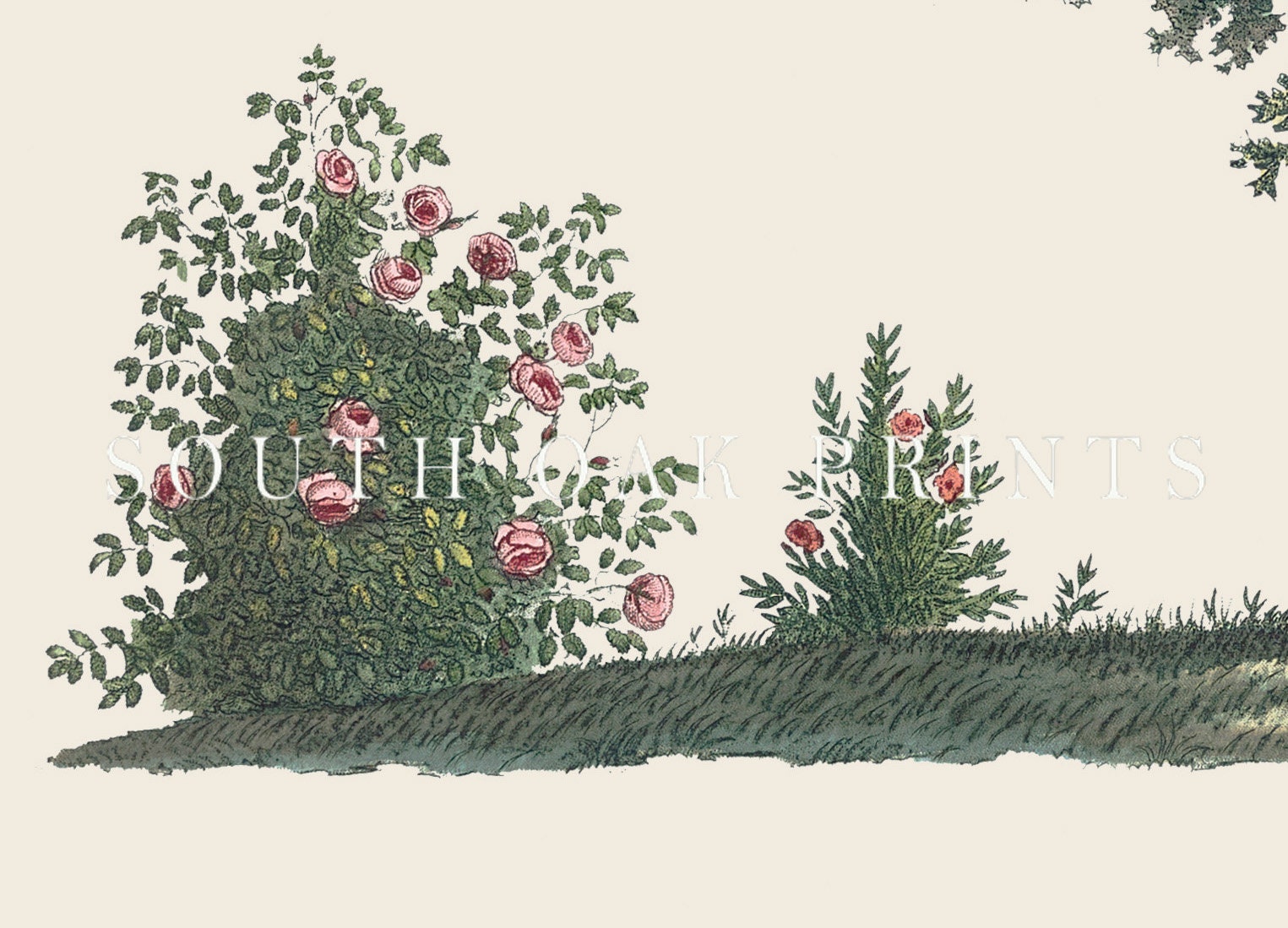 Oak Tree and Rose Bush Print | Vintage Botanical | Digital Antique Wall ...