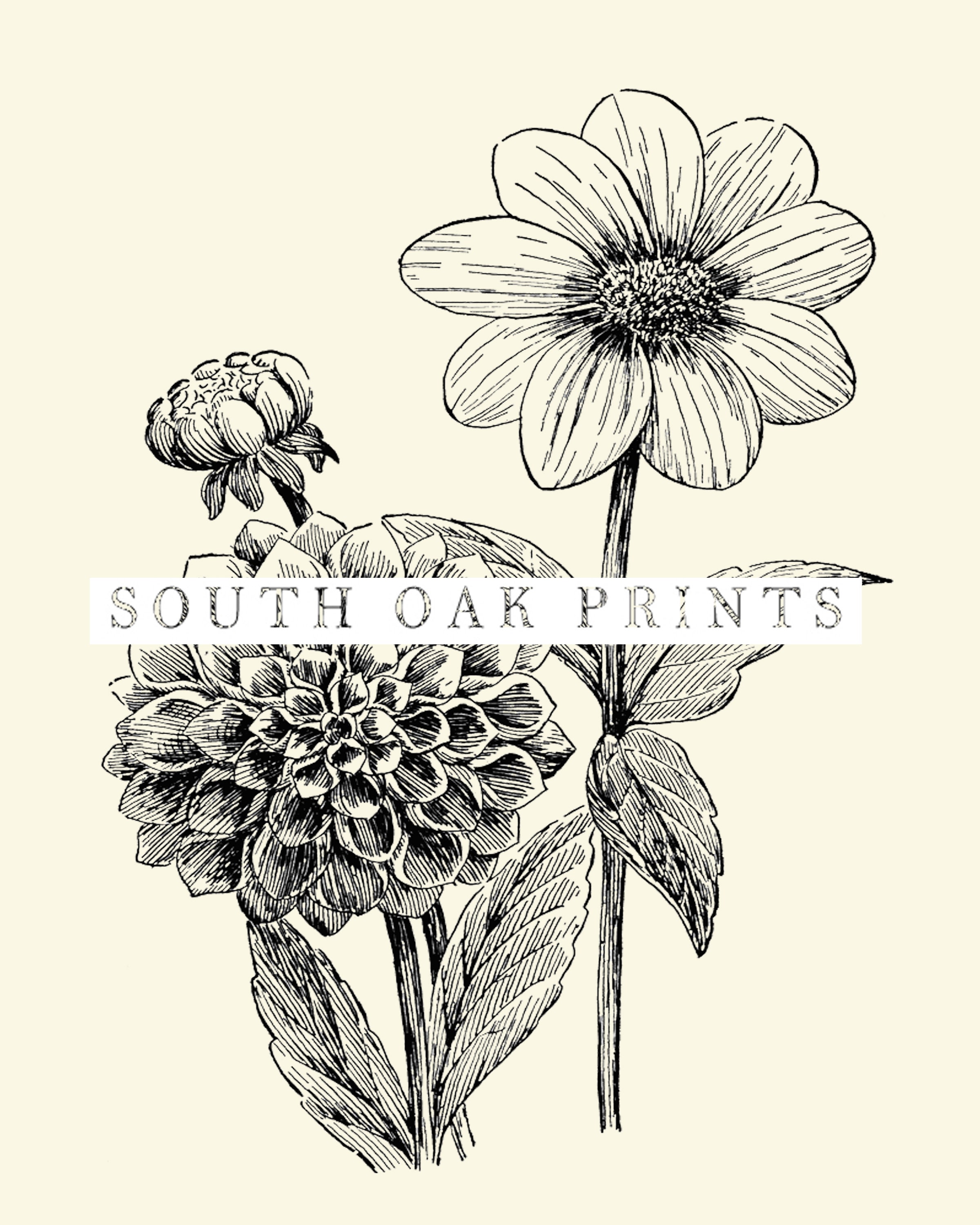 Vintage Dahlia Neutral Flower Drawing | Vintage Botanical Sketch ...