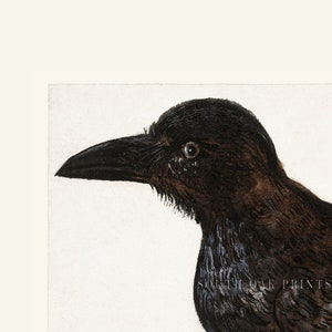 Vintage Bird Print | DIGITAL PRINTABLE Antique Bird Illustration ...