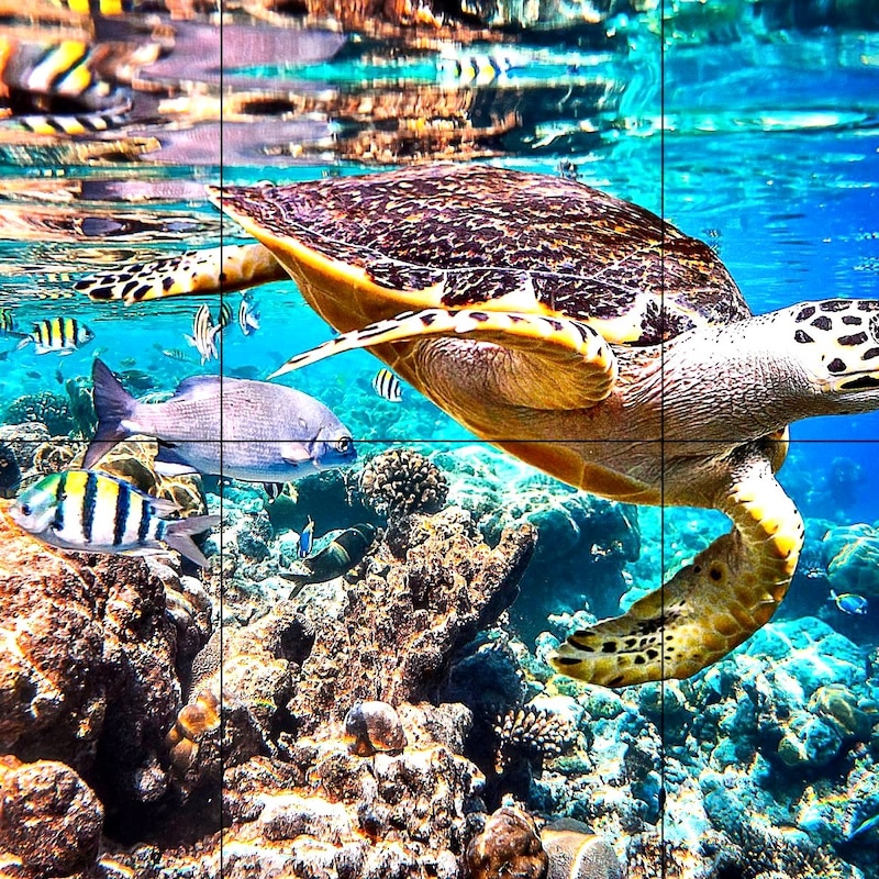 Sea Turtle Wall Mural - Etsy