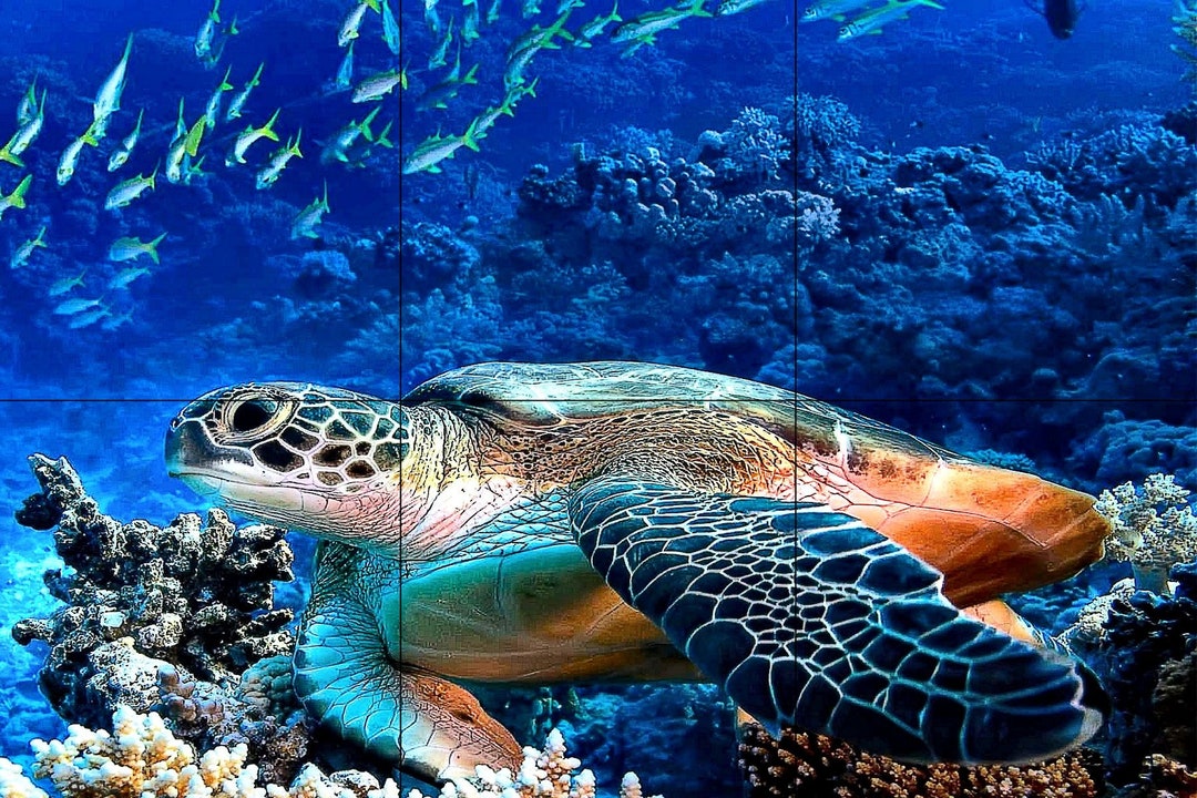 Sea Turtle Murals Home Decor Wall Murals Backsplash Sea - Etsy