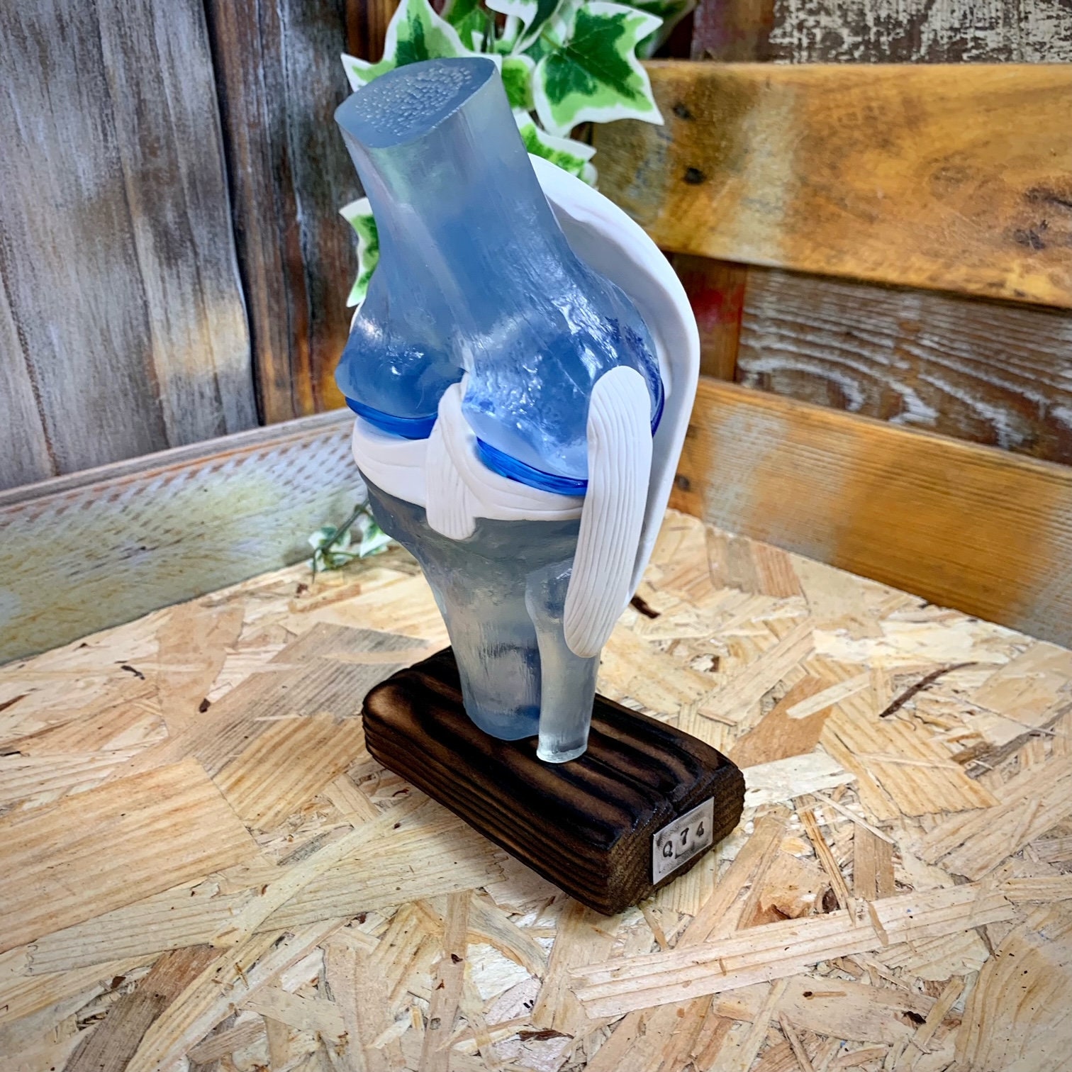 Anatomical Model Medical Model of Human Knee Joint. Homemade - Etsy