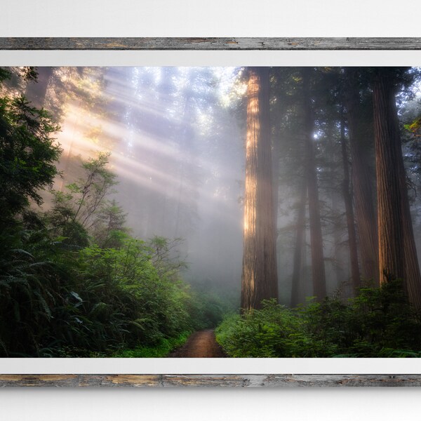 Redwood Forest Photography - Etsy