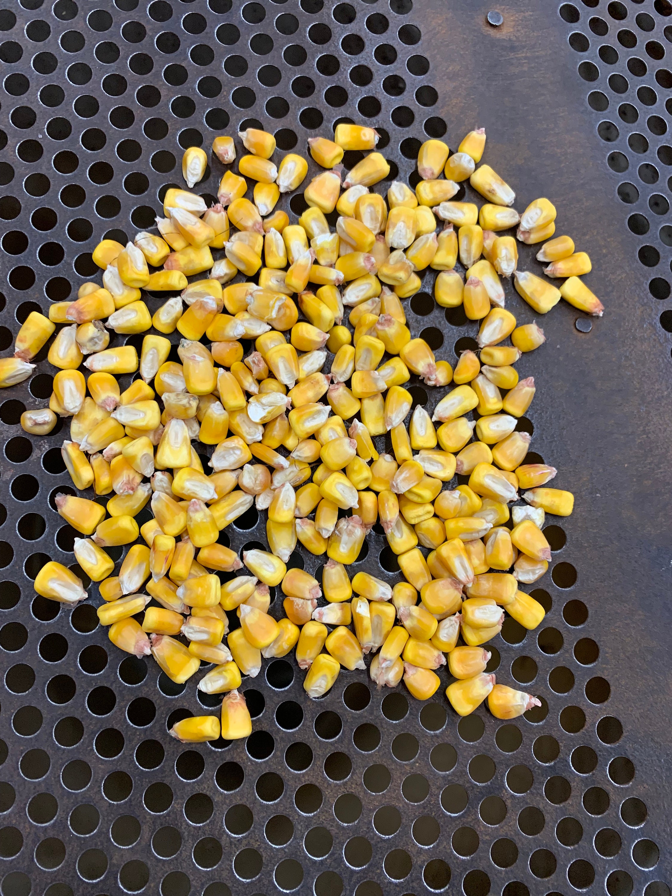 Organic Squirrel Corn Haden Organic Grain Ear Corn Home & Living ...