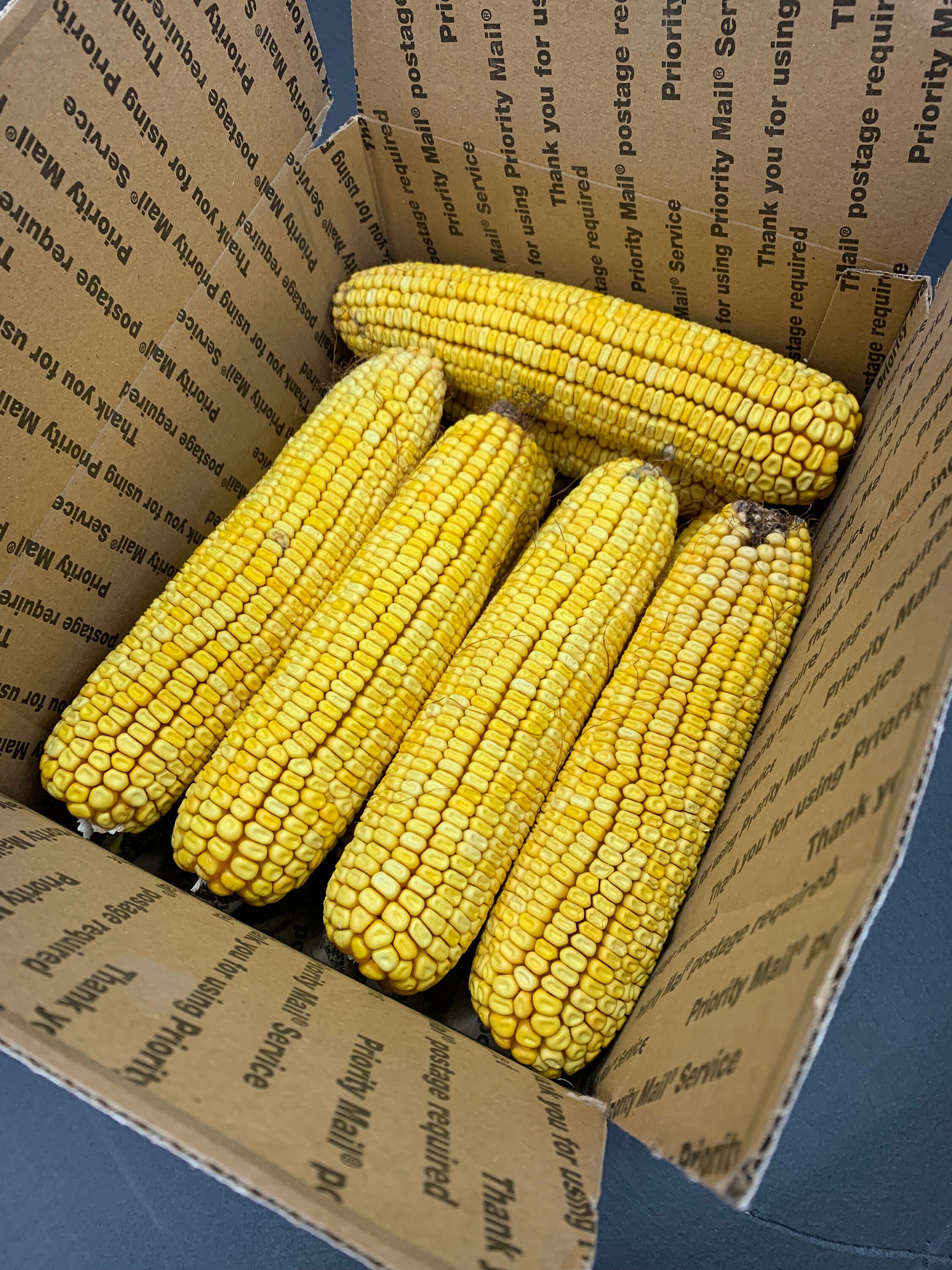 Organic Squirrel Corn Haden Organic Grain Ear Corn Home & Living ...