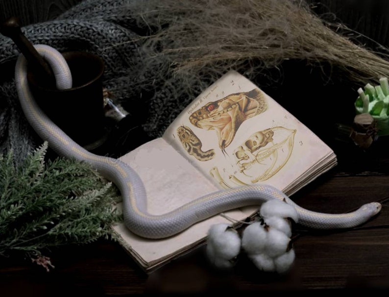 Venomous Snake Fangs-witchcraft Snake-voodoo-curse-hex - Etsy