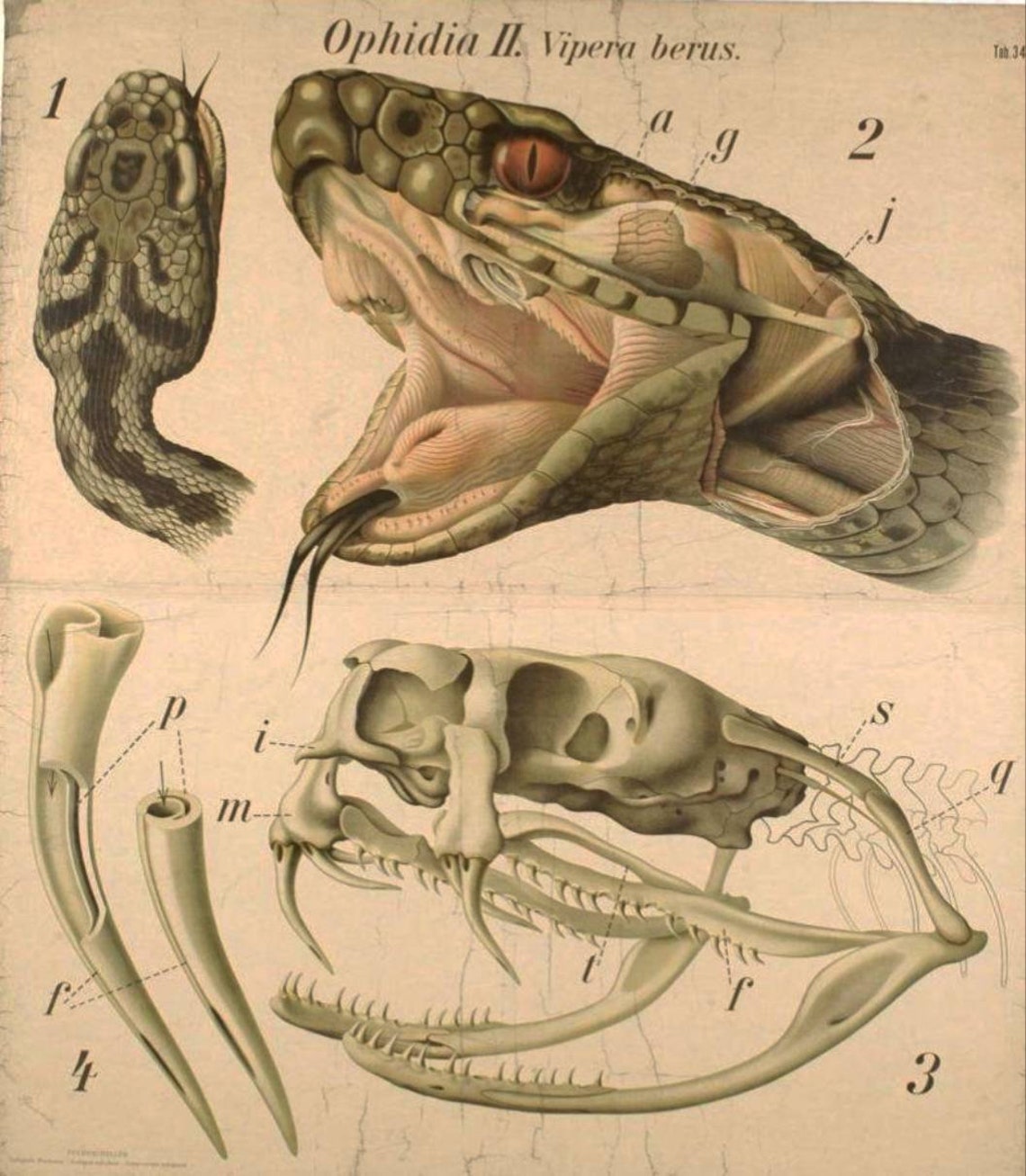 Venomous Snake Fangs-witchcraft Snake-voodoo-curse-hex - Etsy