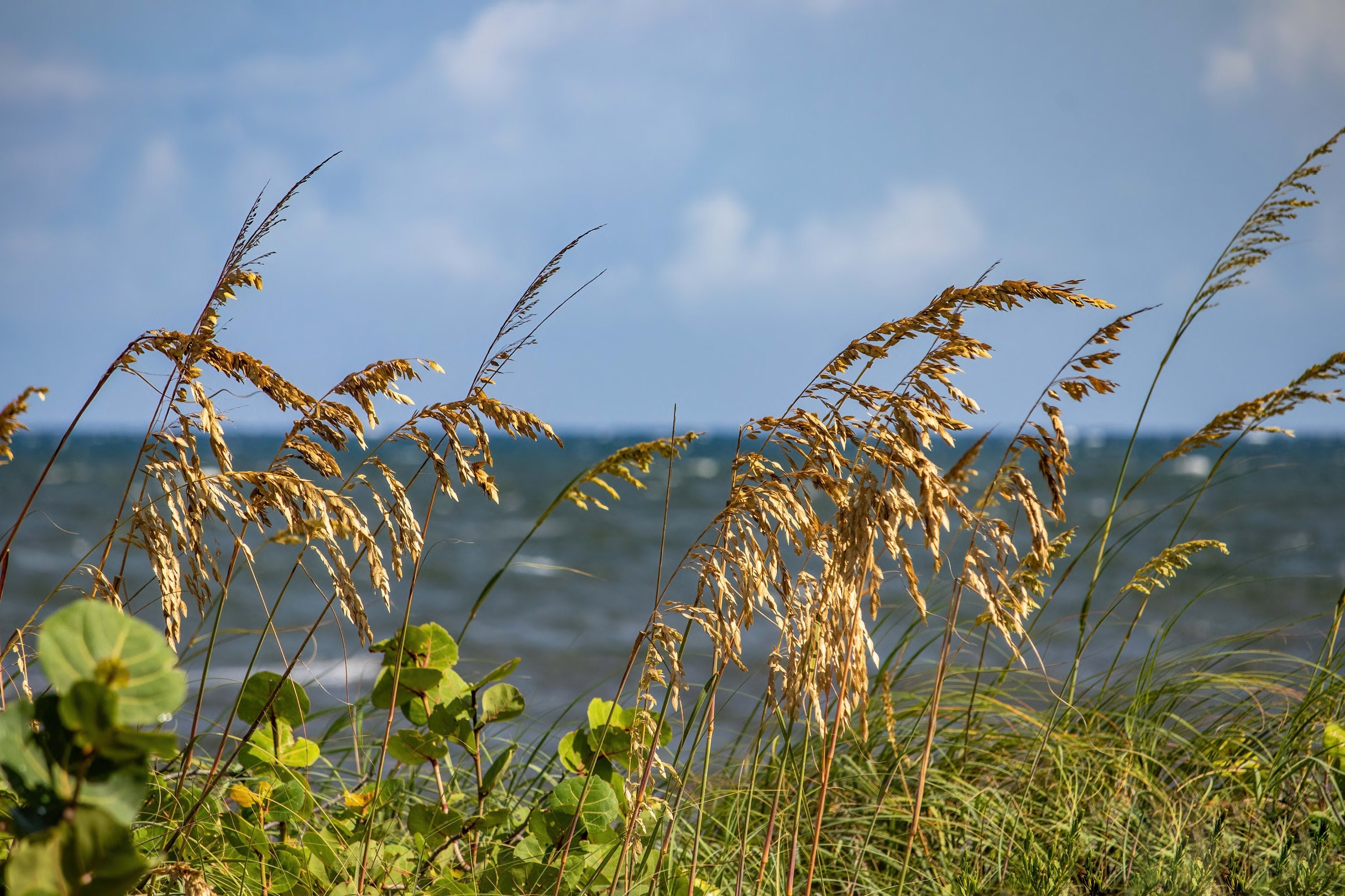 Beach Print Ocean Sea Oats Coastal Print Coastal Wall - Etsy